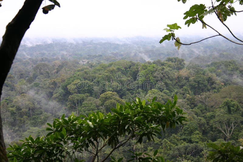 Tropisch regenwoud stock foto. Image of installaties, tropisch - 552308