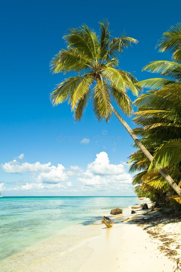 Tropisch strand stock foto. Image of vakantie, heet, palm - 10994282