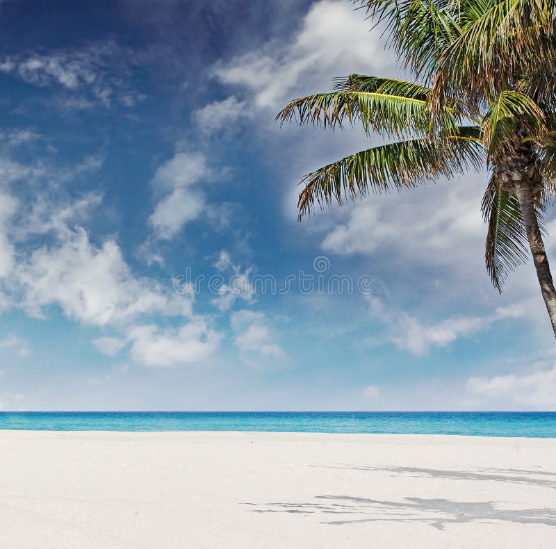 Tropisch Strand Met Palmen in Miami Florida Stock Foto - Image of palm ...