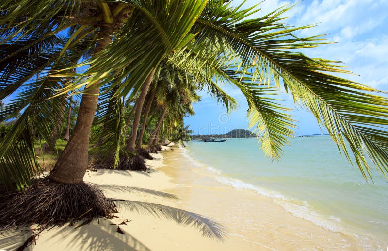 Tropisch Strand Thailand, Koh Samui-eiland Stock Afbeelding - Image of ...