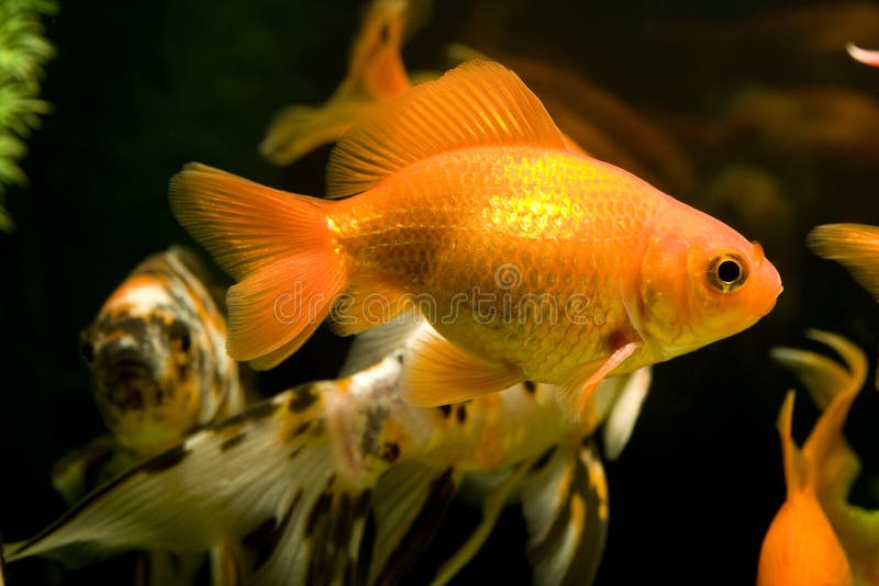 Tropische aquariumvissen stock foto. Image of vissen - 14404306