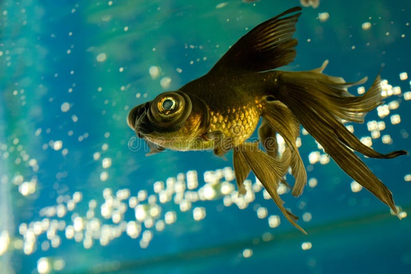 Tropische aquariumvissen stock afbeelding. Image of oceaan - 9635583