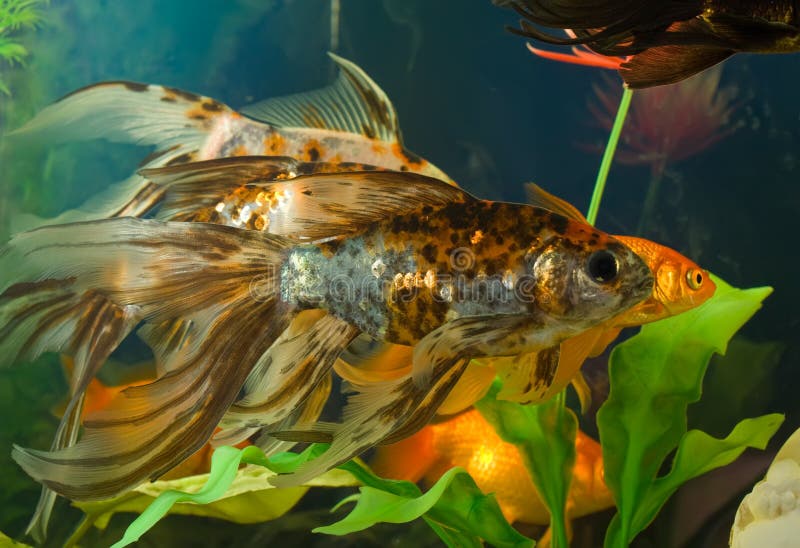 Tropische aquariumvissen stock afbeelding. Afbeelding bestaande uit ...