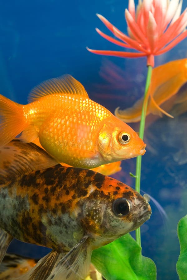 Tropische aquariumvissen stock afbeelding. Image of nave - 9866509