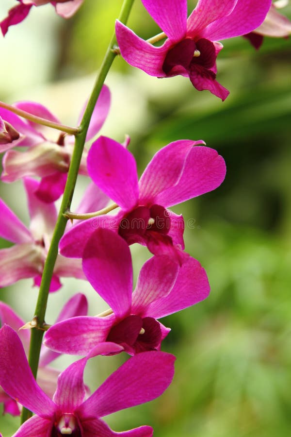 Tropische Blumen stockfoto. Bild von sonderkommando, betrieb - 14313174