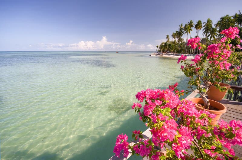 Muschel Und Starfish Mit Tropischen Blumen Auf Sandigem Strand ...