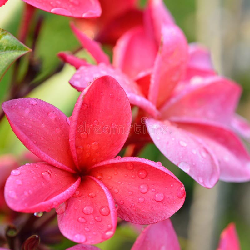Tropische Blumen Des Frangipani Stockfoto - Bild von weich, insel: 2086832