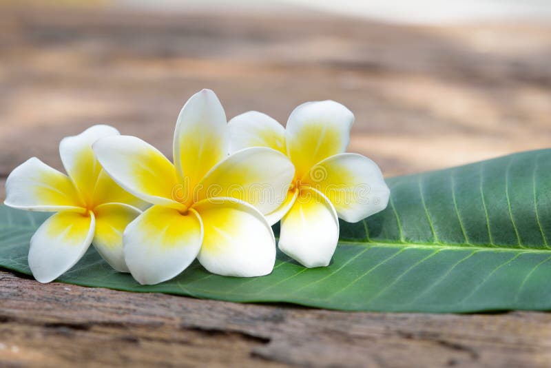 Tropische Blumen Des Frangipani, Plumeriablumen Stockbild - Bild von ...