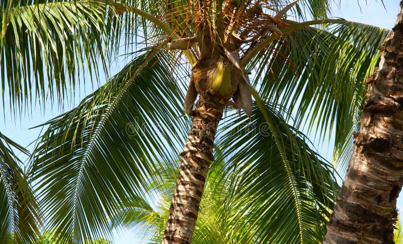 Tropische bomen stock afbeelding. Image of republiek - 22918019