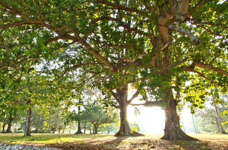 Tropische bomen stock foto. Image of idyllisch, tropisch - 31568052