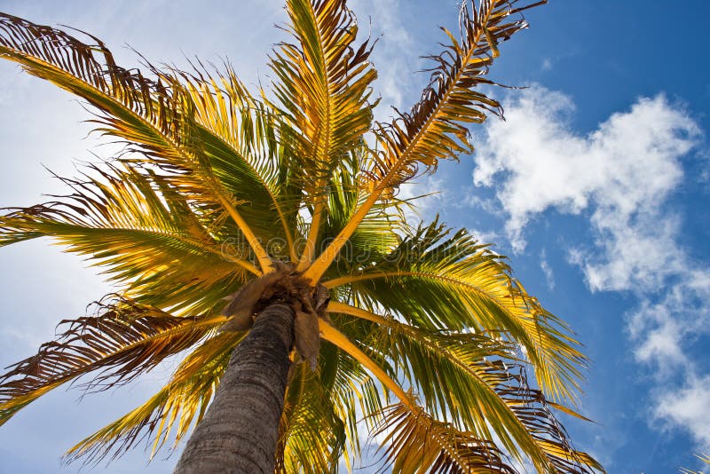 Tropische Boom stock foto. Image of kleuren, kleur, hemel - 37251852