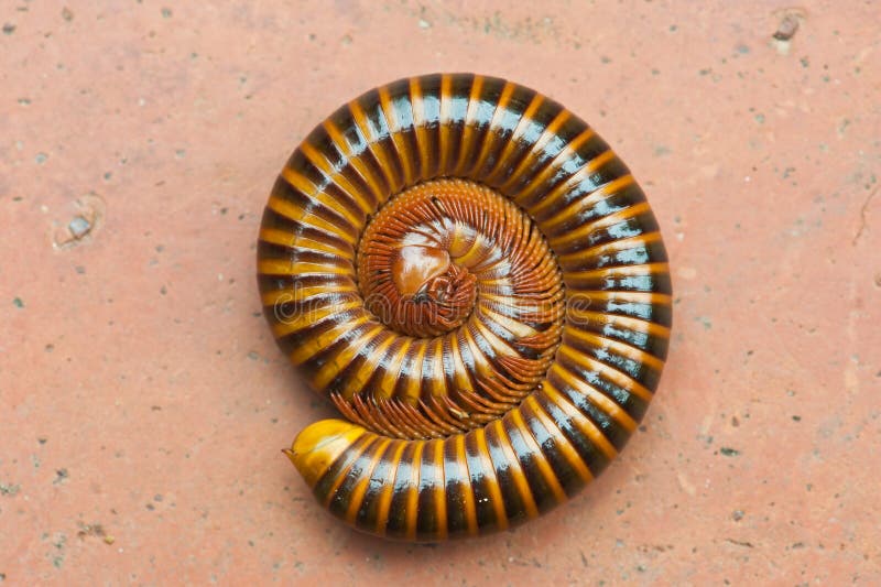 Tropische Duizendpoot stock afbeelding. Image of spiraal - 20451243