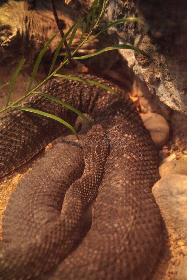 Éénkleurige Crotalusdurissus, Het Eilandratelslang Van Aruba, Cascabel ...