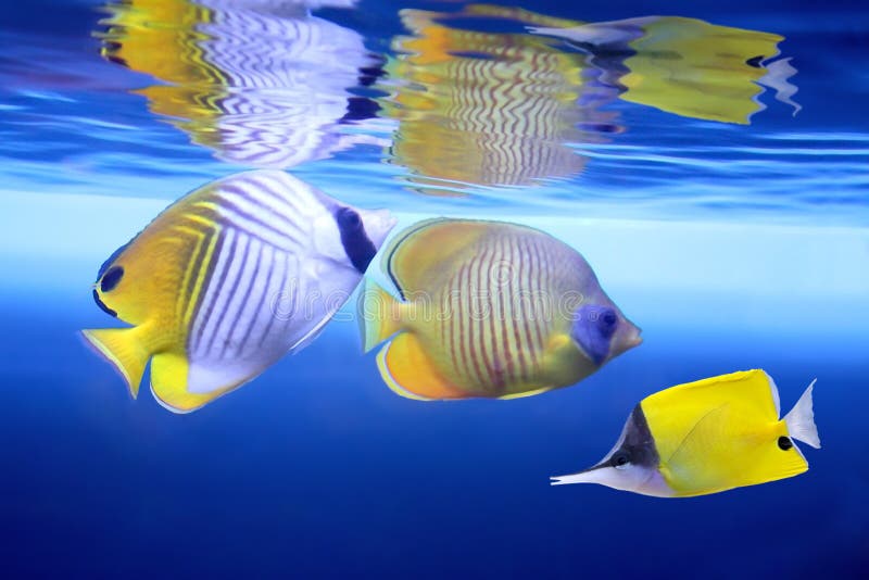 Unterwasserszene, Die Verschiedenen Bunten Schwimmenden Fische Zeigend ...