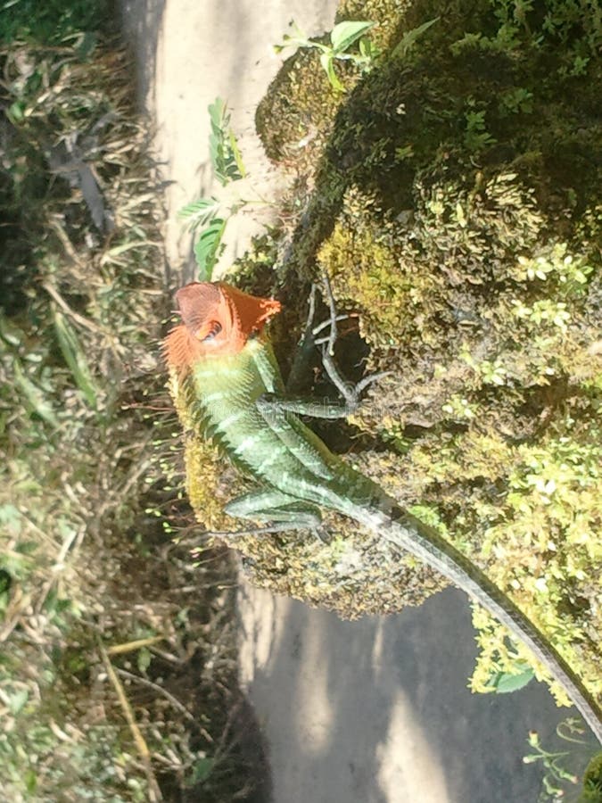 De Hagedissen Zijn Een Wijdverspreide Groep Squamate Reptielen, Met ...