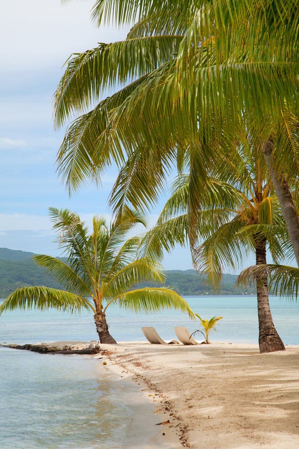 Tropische Insel mit Palmen stockbild. Bild von ruhesessel - 20653853