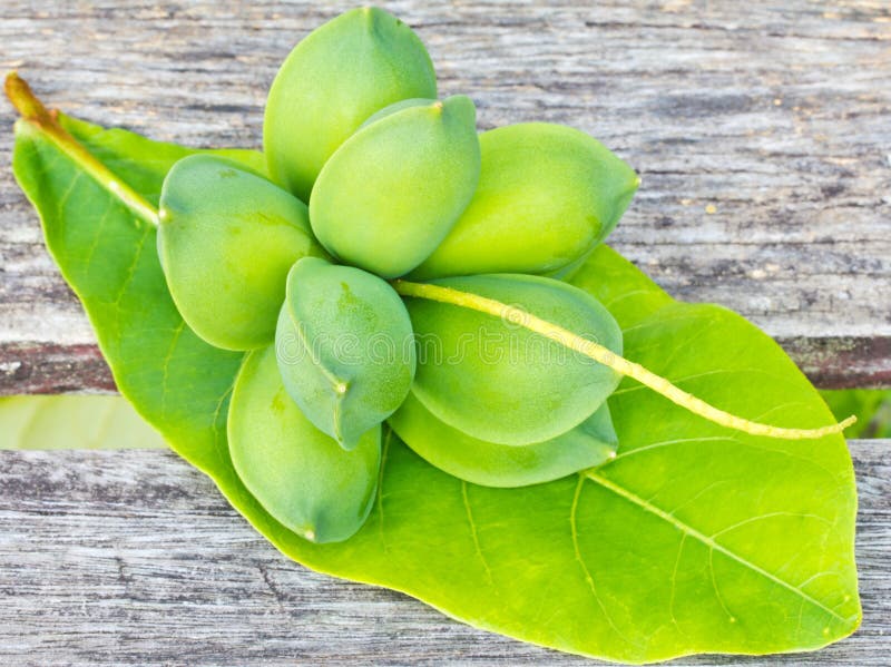 Terminalia-catappa. (Tropische Mandel, Bengal-Mandel, Indisches Almo ...