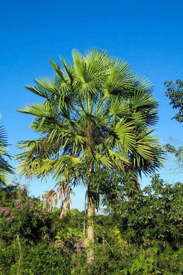 Palmeoase in Afrika stockfoto. Bild von afrika, palmeoase - 81031018