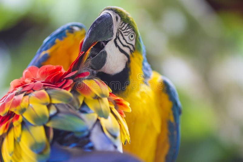 Tropische Papegaai stock foto. Image of achtergrond, onderzoek - 35218500