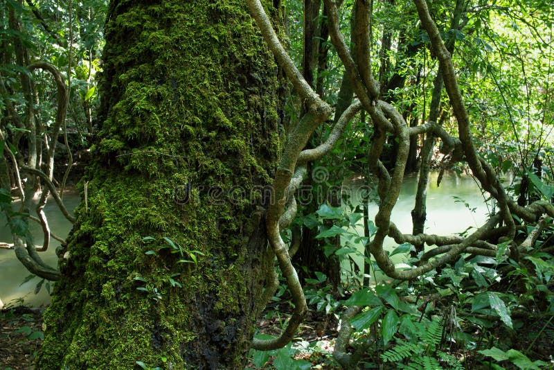 Tropische Regenwoud En Rivier Stock Foto - Image of nave, toneel: 98099668