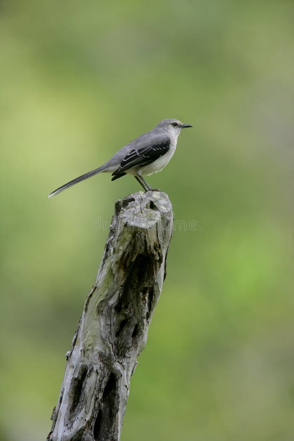 Tropische Spottdrossel, Mimus Gilvus Stockfoto - Bild von pfosten, süd ...
