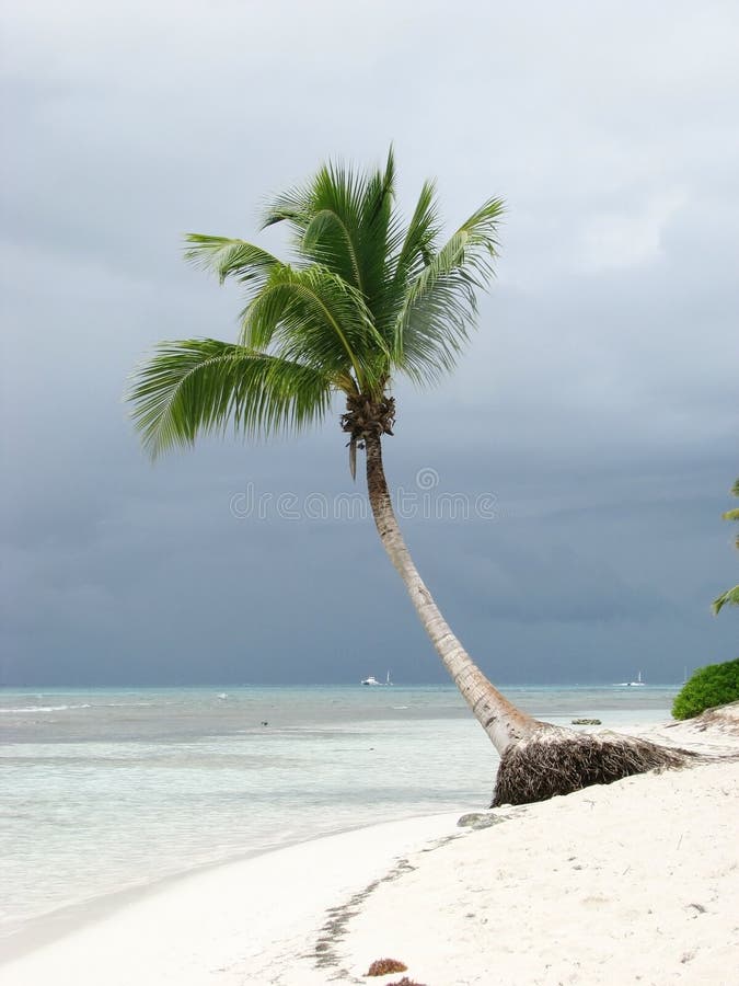 Tropische Strand- Und Palme Stockbild - Bild von tropisch, tourismus ...