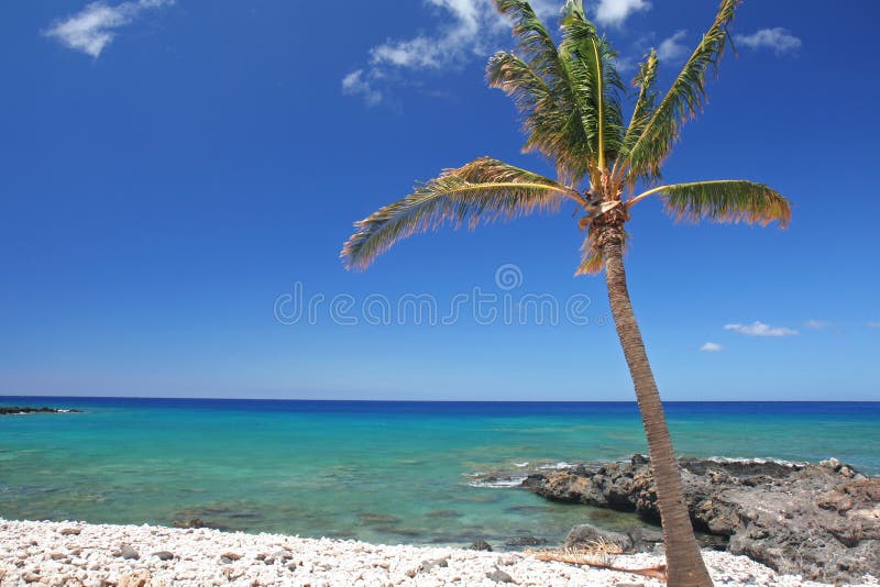 Tropische Strand- Und Palme Stockbild - Bild von ufer, nave: 3554099