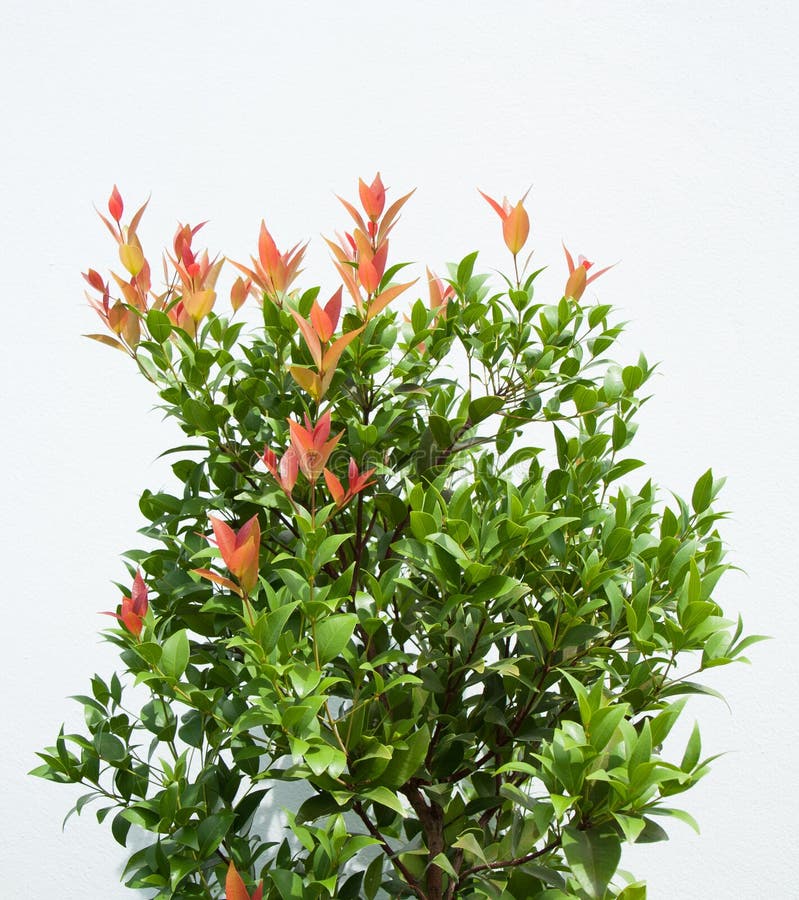 Tropische struik stock foto. Image of landbouw, achtergrond - 31570654