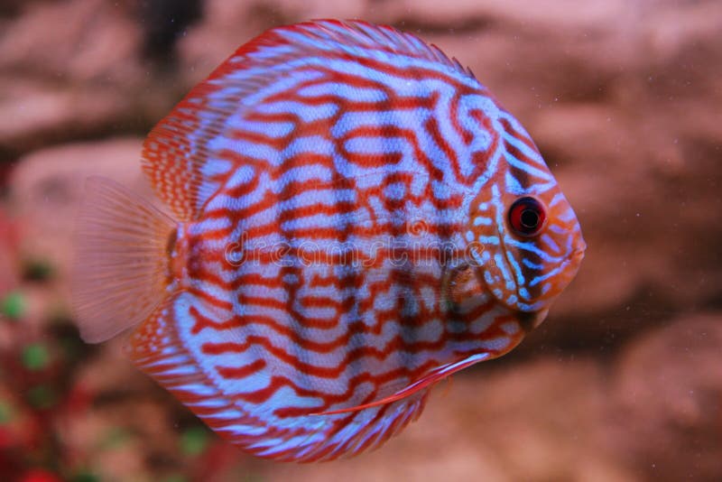 Tropischer Fische Discus (Symphysodon) Stockbild - Bild von fische ...