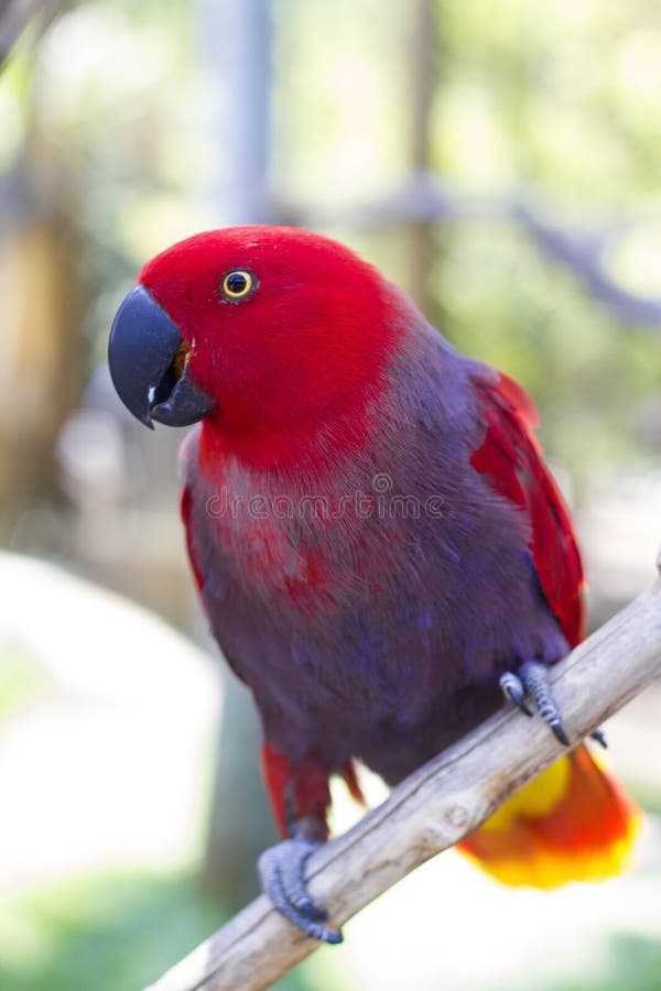 Tropischer Papagei stockbild. Bild von erkunden, mantel - 35218445