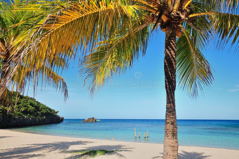 Tropischer Strand Mit Palme Stockbild - Bild von sandig, palme: 19009015