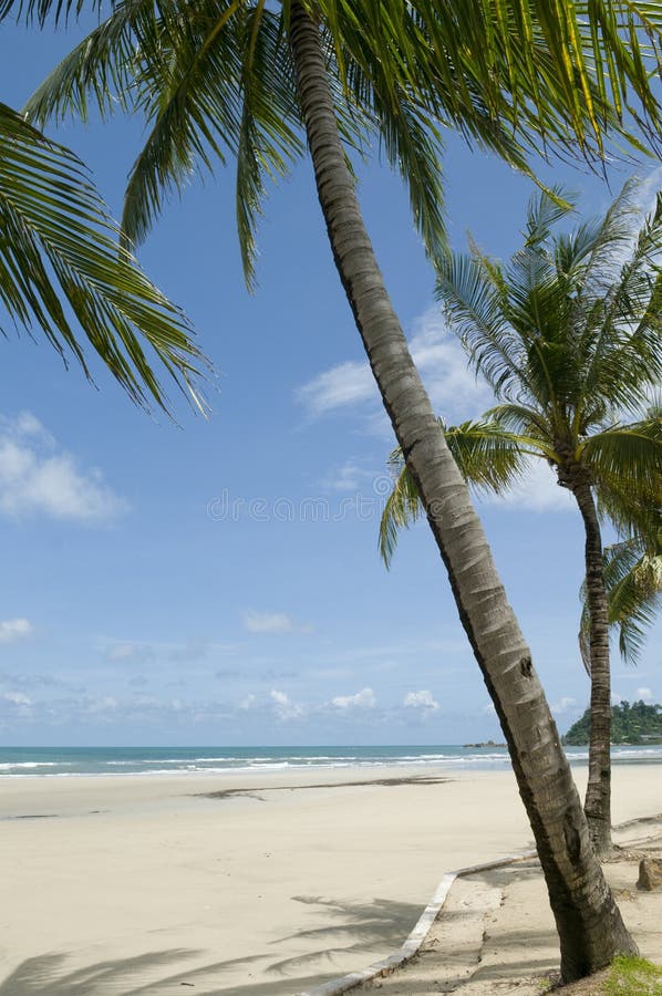 Tropischer Strand Mit Palmen Stockbild - Bild von palme, strand: 10462173