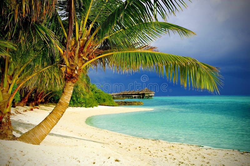 Tropischer Strand Mit Palmen Stockfoto - Bild von exotisch, schön: 41088994