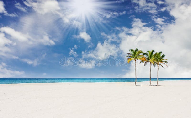 Tropischer Strand Mit Palmen in Miami Florida Stockfoto - Bild von ...