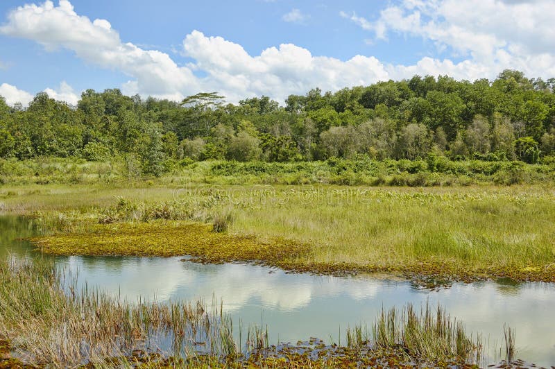 Tropischer Sumpf stockbild. Bild von ruhe, dschungel - 87735135