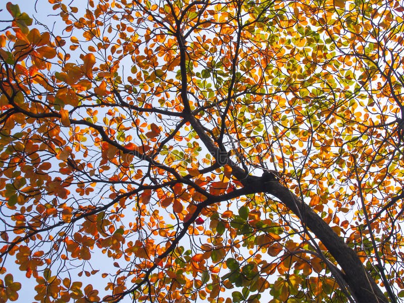 Baumansicht Von Unterhalb Mandel, Terminalia-catappa Bengal-Mandelbaum ...