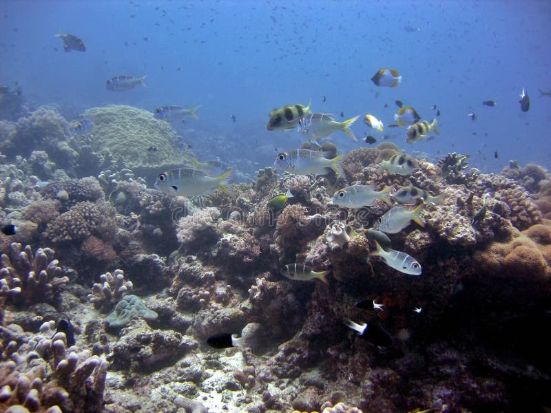 Tropisches Riff stockbild. Bild von tropisch, marinesoldat - 906841