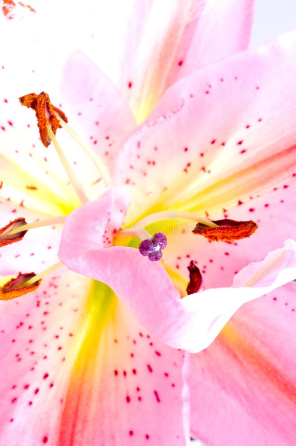 Tropisches Rosa lilly stockbild. Bild von nahaufnahme - 8616561