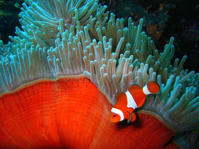 Tropisk clownfisk fotografering för bildbyråer. Bild av hotat - 2677533