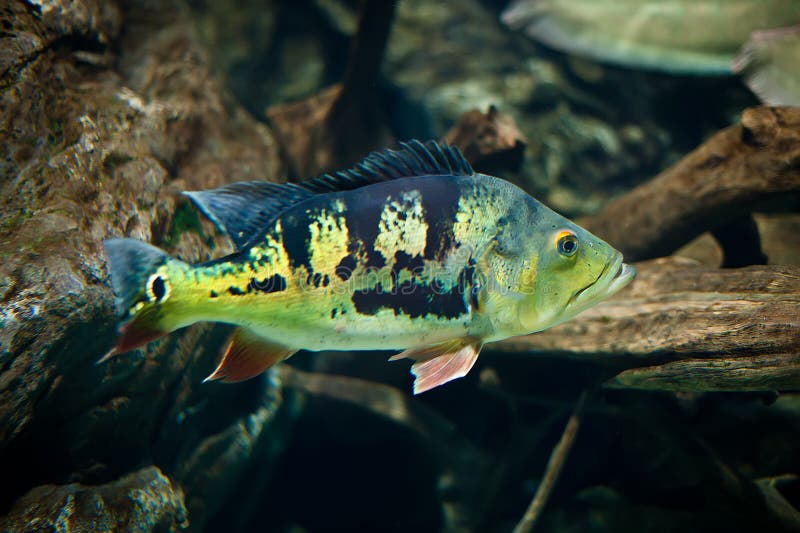 Tropisk fisk arkivfoto. Bild av färg, livligt, gäl, fena - 3825104