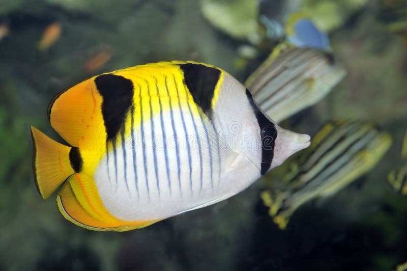 Tropisk fisk arkivfoto. Bild av vattenlevande, vitt, exotiskt - 16322842