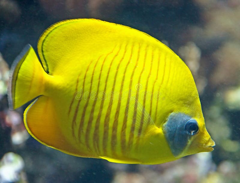 Tropisk fisk 13 fotografering för bildbyråer. Bild av akvarium - 2605047