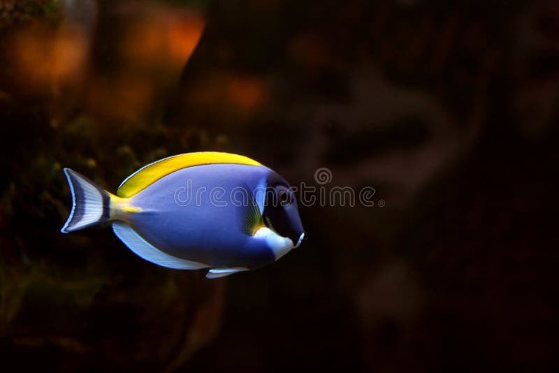 Tropisk fisk 37 arkivfoto. Bild av härlig, turkos, fena - 2481490