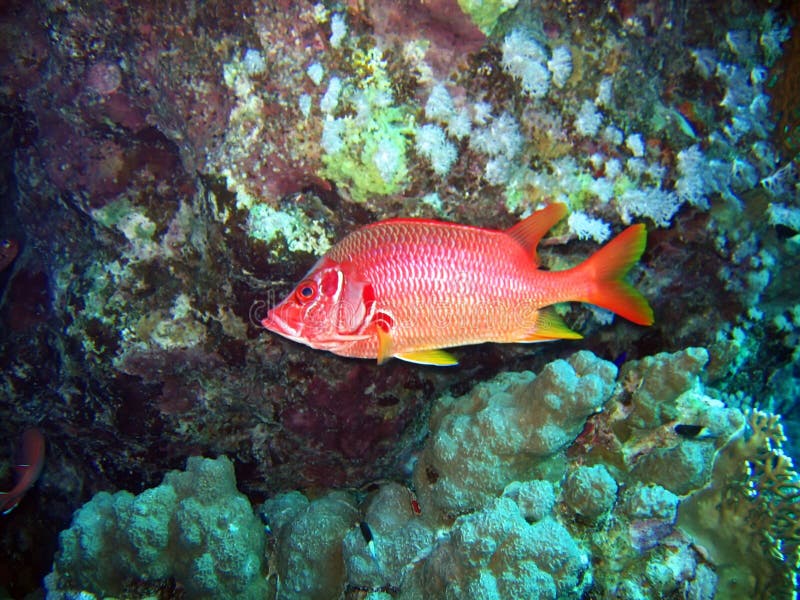 Tropisk fisk Hjälmfisk fotografering för bildbyråer. Bild av simning - 6334545