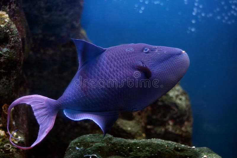 Tropisk fisk 37 arkivfoto. Bild av härlig, turkos, fena - 2481490