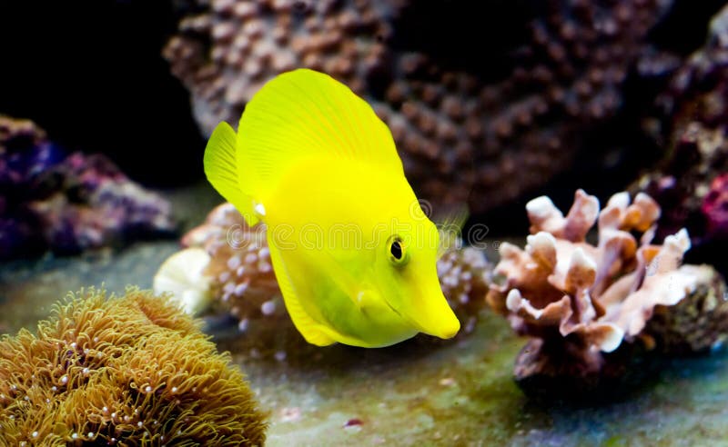 Tropisk fisk arkivfoto. Bild av färg, livligt, gäl, fena - 3825104