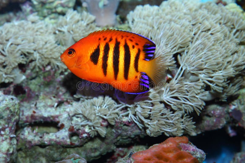 Tropisk fisk arkivfoto. Bild av bakgrund, livstid, lopp - 43964954