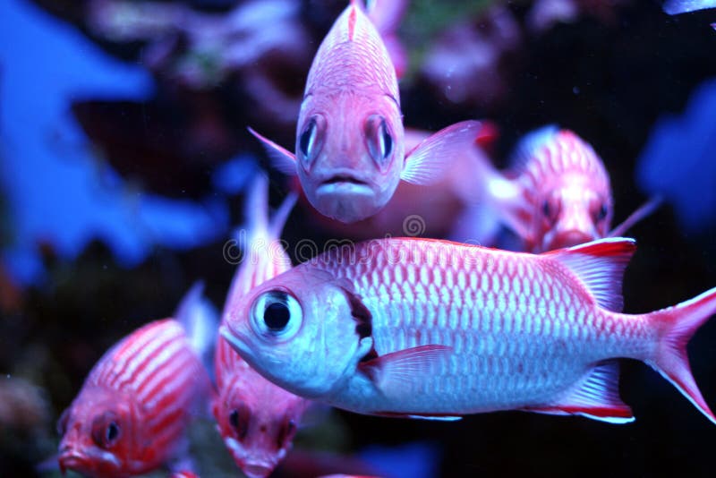 Tropisk fisk arkivfoto. Bild av gemenskap, skola, gäl, bäst - 511538