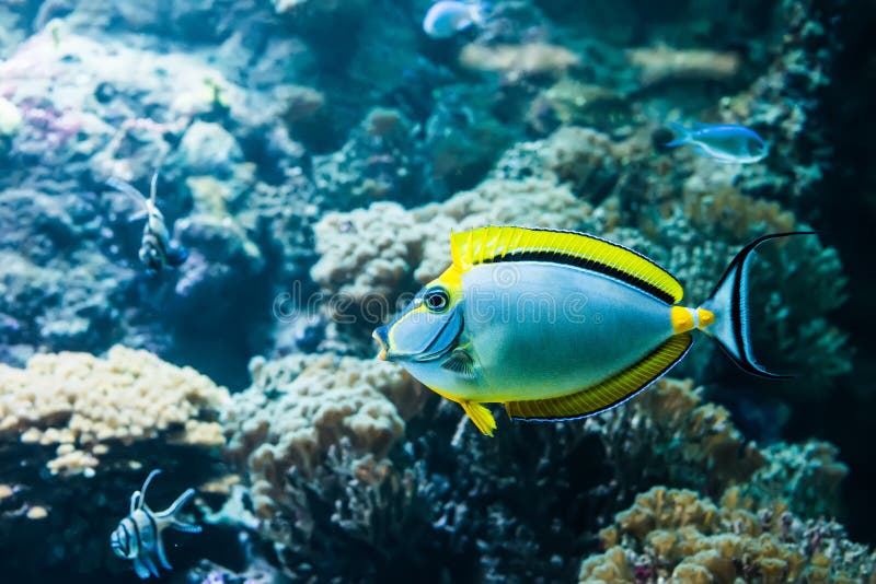 Tropisk fisk arkivfoto. Bild av bubblade, bakgrund, rörlig - 55294748