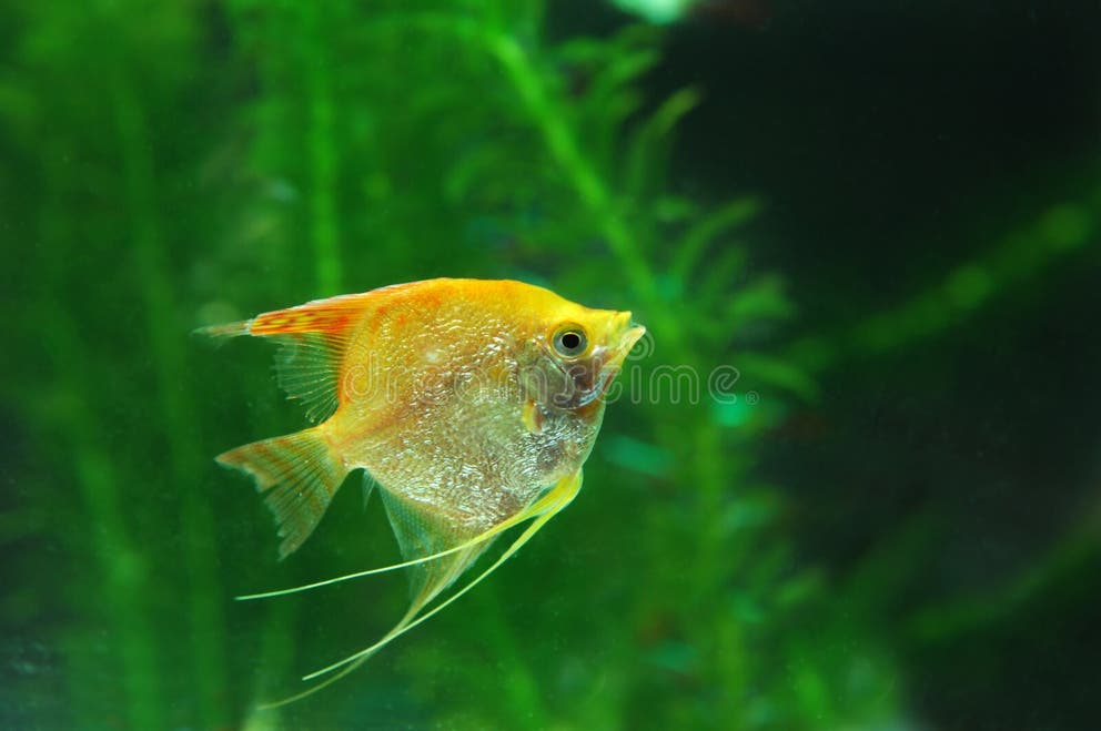 Tropisk fisk fotografering för bildbyråer. Bild av fena - 5717771